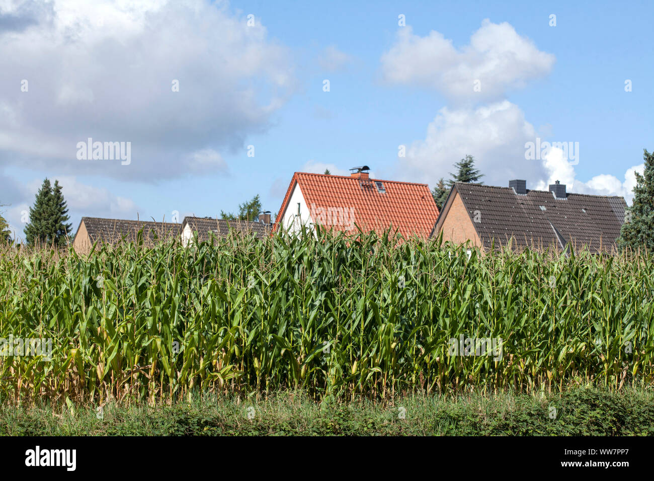 Corn field with residential buildings in the background hi-res stock ...