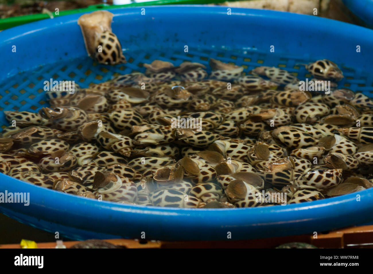 Taichung, Taiwan. 3rd Jan, 2009. Still alive spotted babylon snail ...