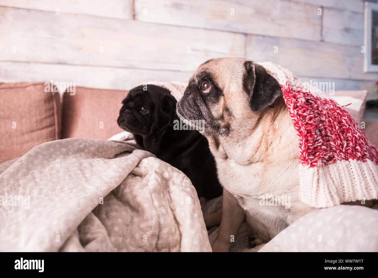 Pugs tail hi-res stock photography and images - Alamy