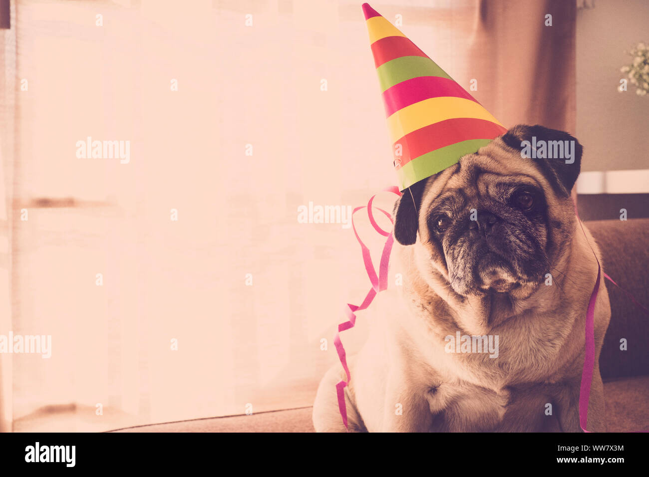 party and celebration time at home for a beautiful pug with nice hat ...