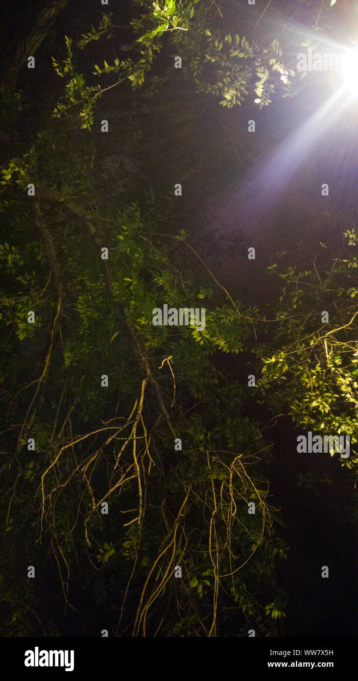 Old acacia hi-res stock photography and images - Alamy