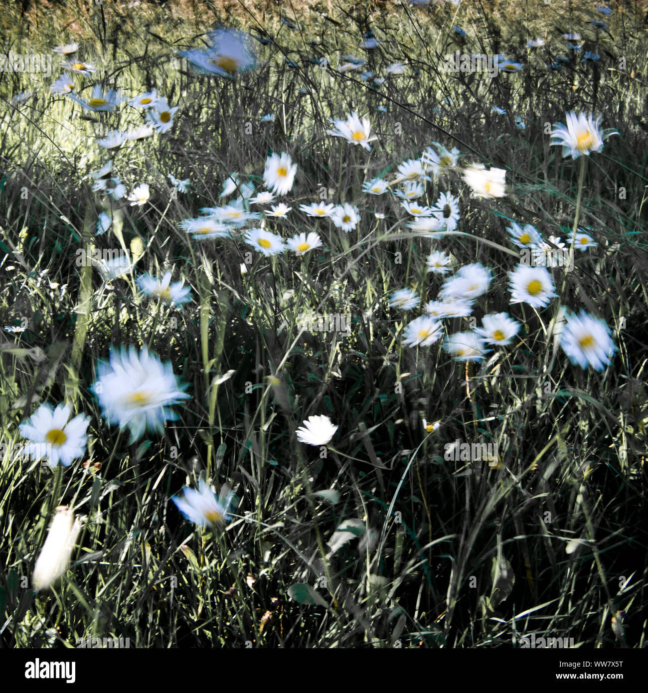 crazy daisies in the wind Stock Photo - Alamy