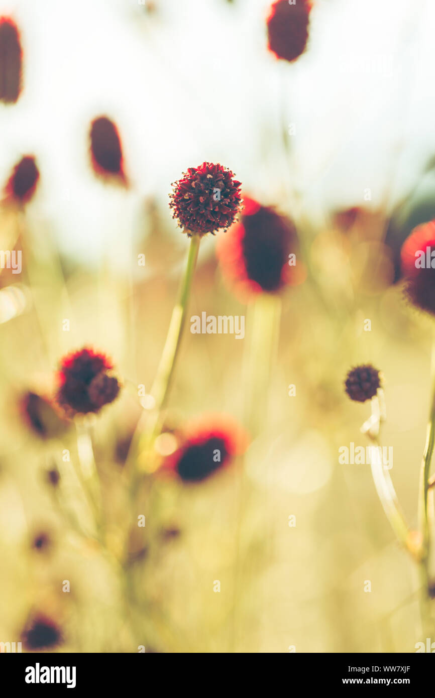 Plant of damp meadows hi-res stock photography and images - Alamy