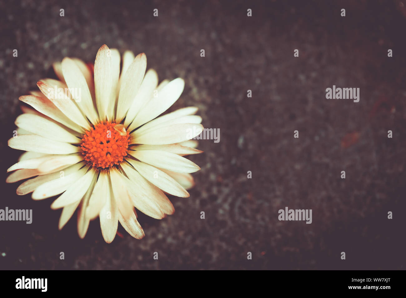 A single daisy blossom, copy space Stock Photo - Alamy