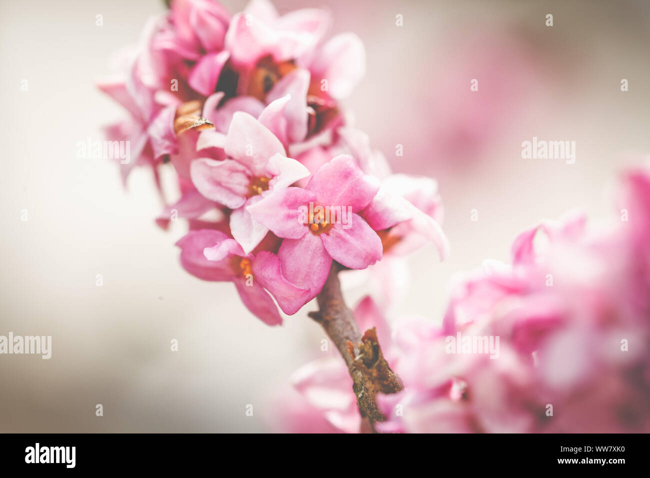 Daphne tree hi-res stock photography and images - Alamy