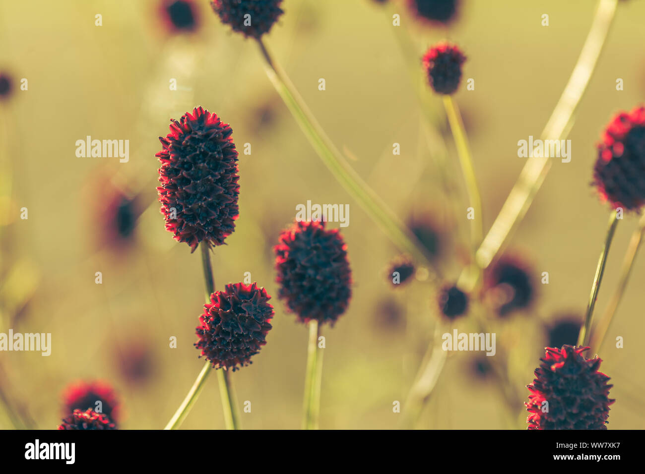 Great burnet, Sanguisorba officinalis, growing on damp meadows and at ...