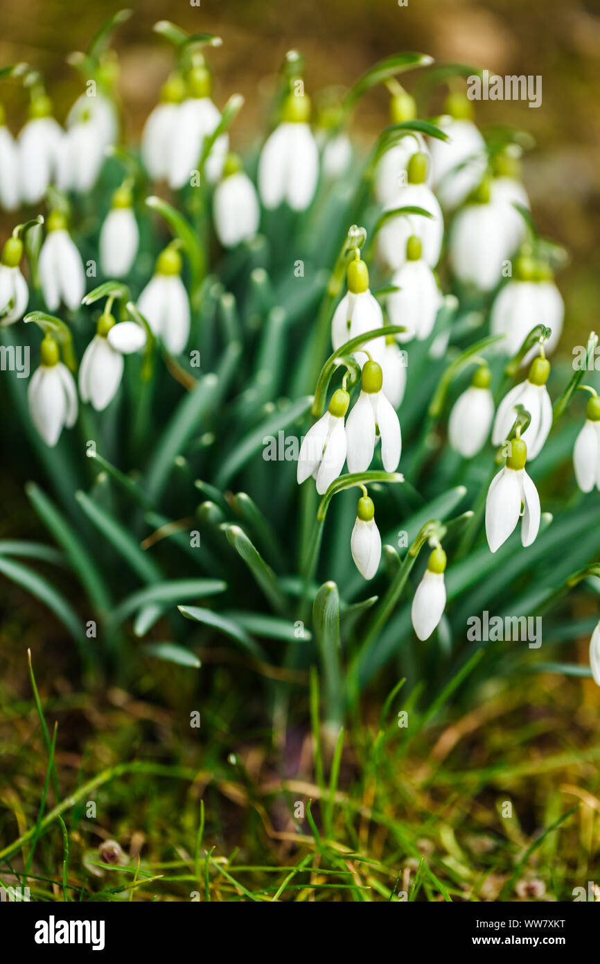 Close up view blooming snowdrop hi-res stock photography and images - Alamy