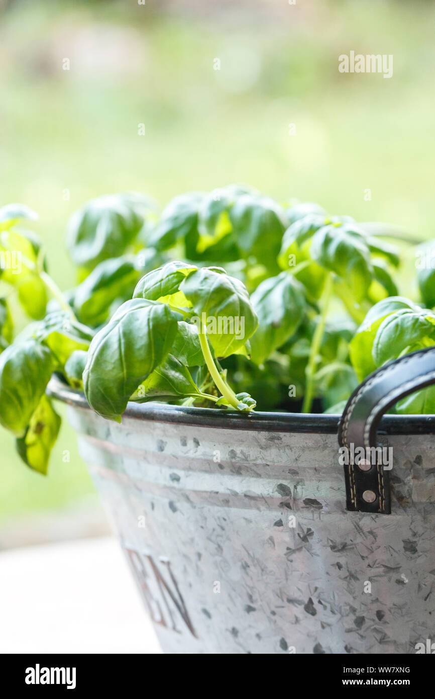 Metal pot with basil, the Italian herb Stock Photo - Alamy