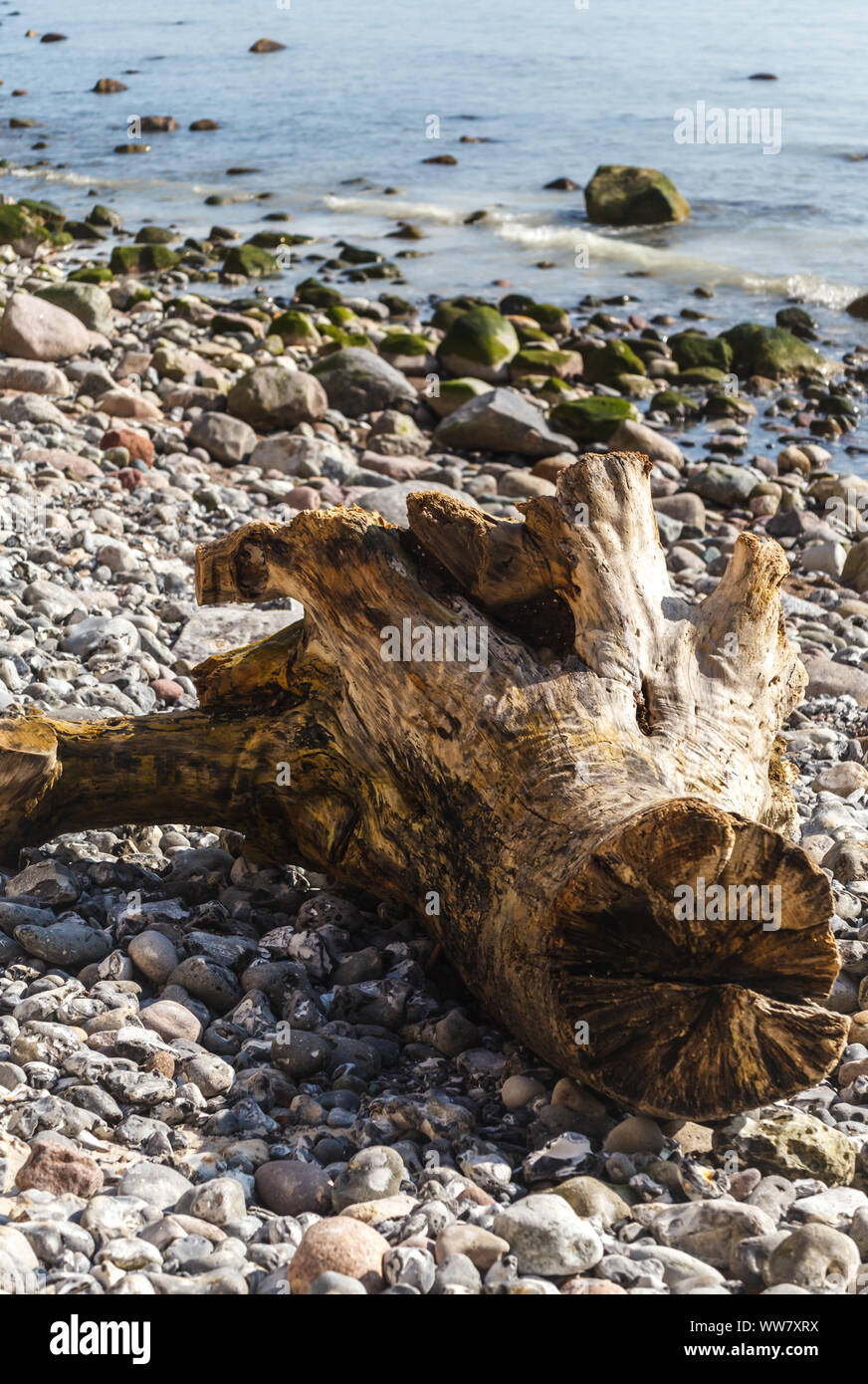 A single, dead trunk lying on the coast of RÃ¼gen, long exposure Stock ...