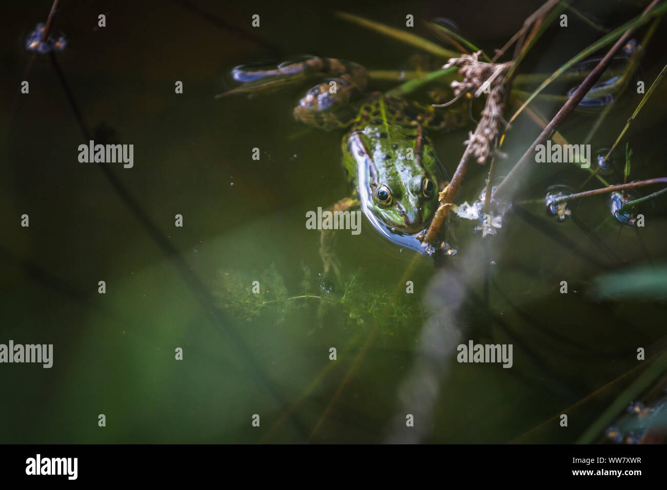 Frog fence hi-res stock photography and images - Alamy