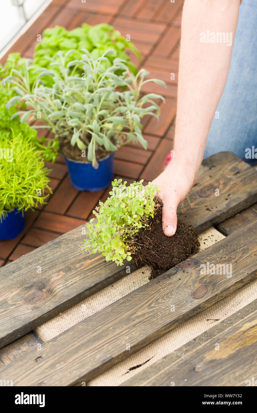 Self-made herb garden, vertical garden, planting Stock Photo - Alamy