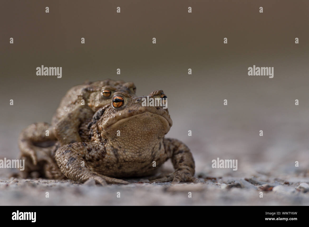 Common toad couple, male on female, in the mating season on the way to ...