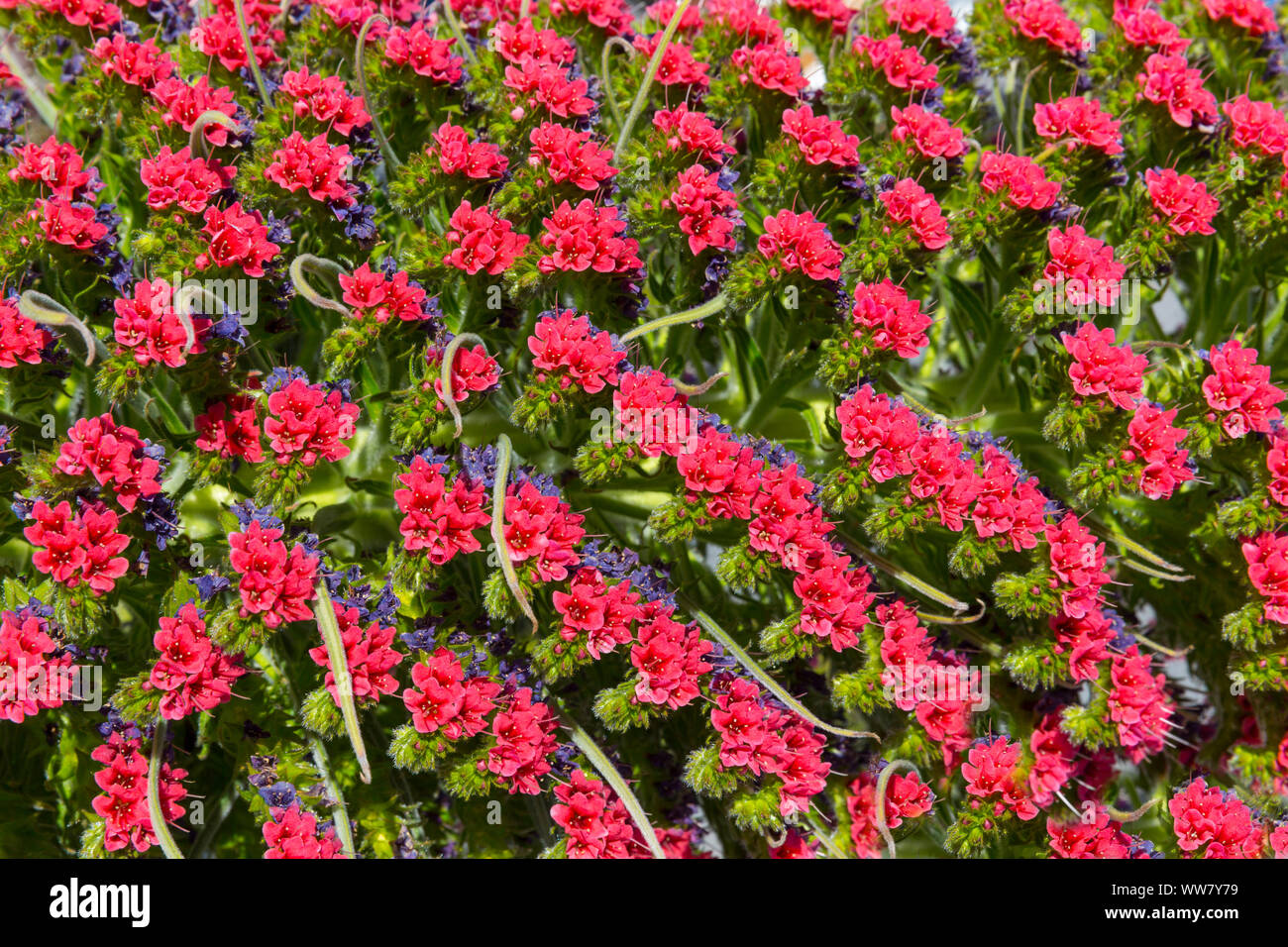 Camouflage tower hi-res stock photography and images - Alamy