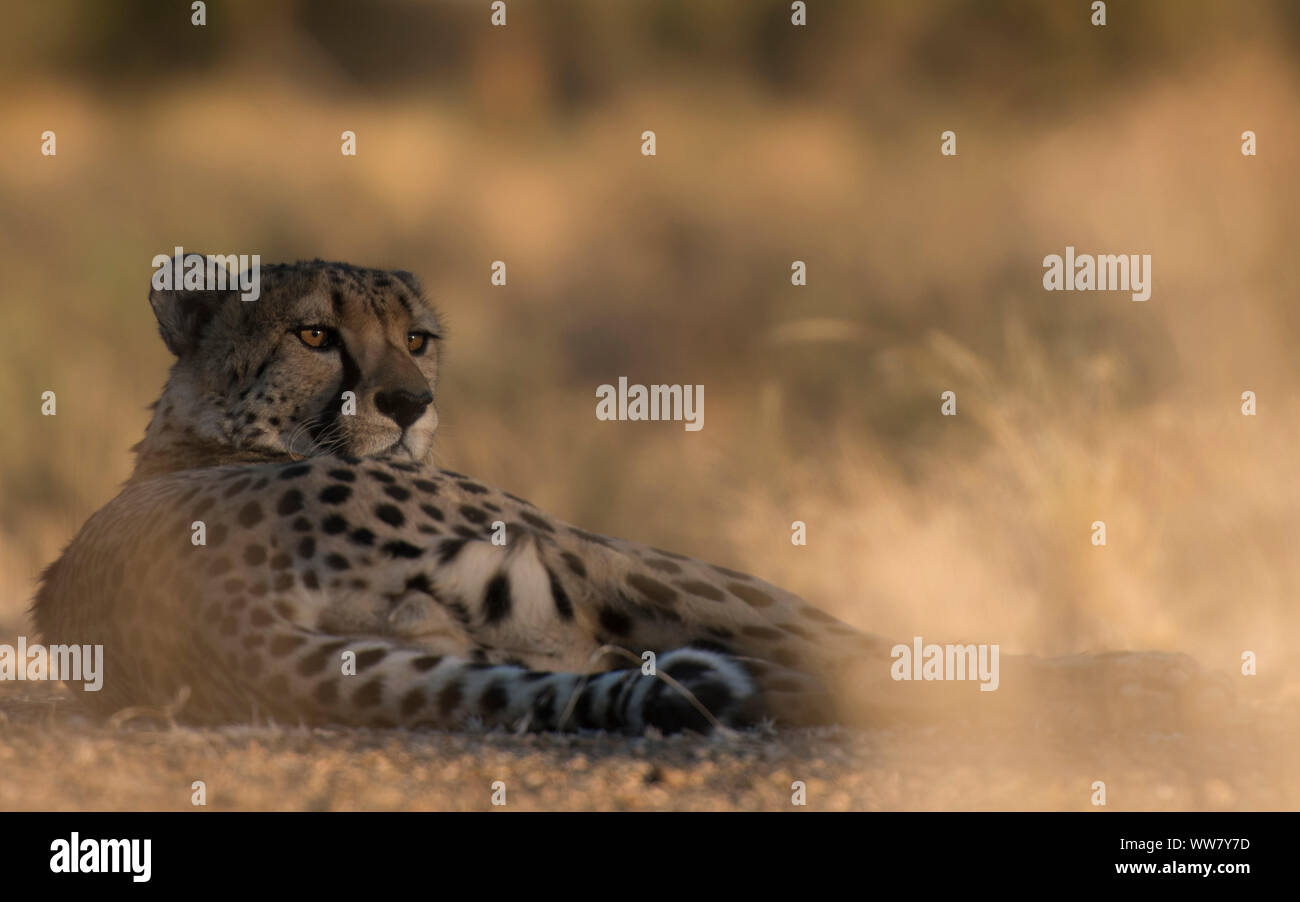 Cheetah lying in the early morning sun in namibia hi-res stock ...