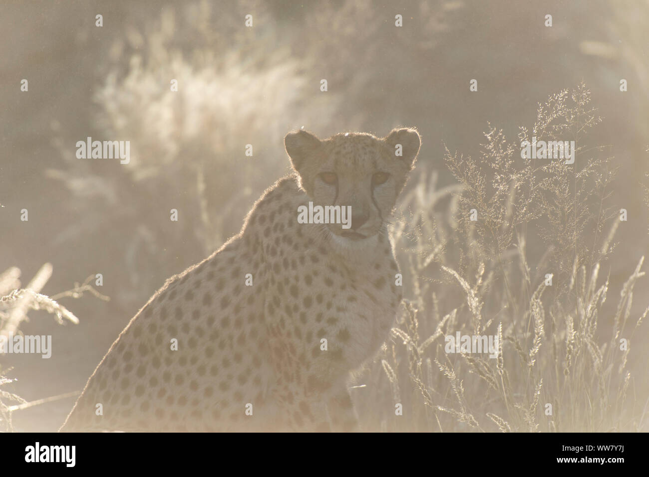 Cheetah in the early morning sun in Namibia, looking in the camera ...