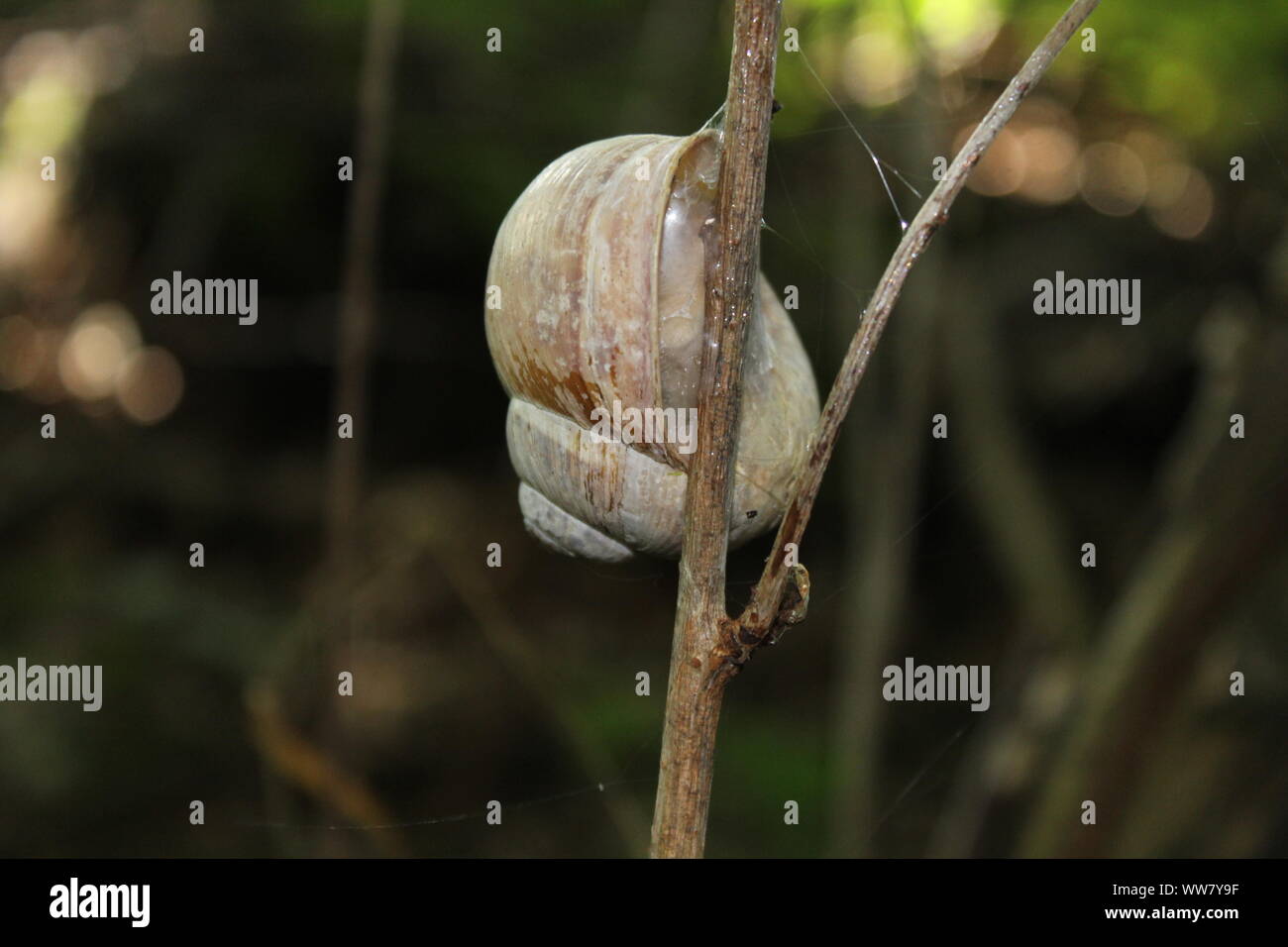 The picture shows vineyard snail in the forest Stock Photo - Alamy