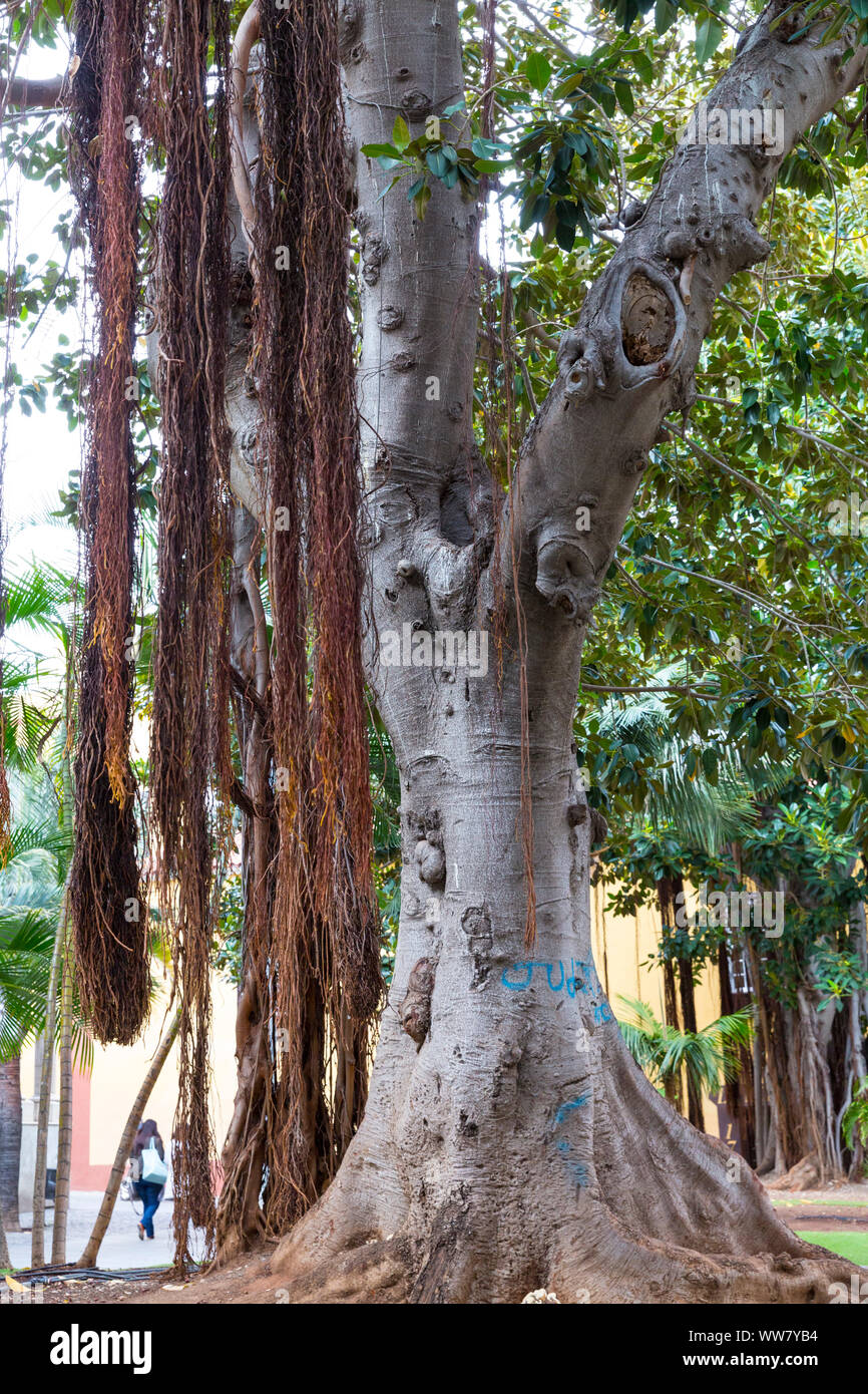 Ficus trees hi-res stock photography and images - Alamy