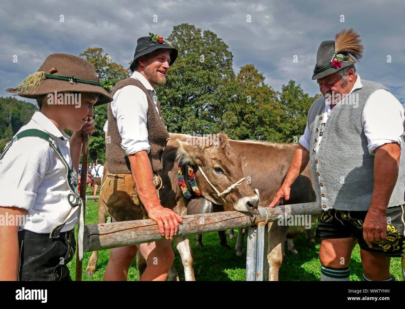 Decorated cow almabtrieb cattle drive hi-res stock photography and ...