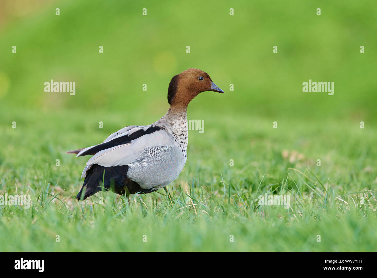 Goose herder hi-res stock photography and images - Alamy