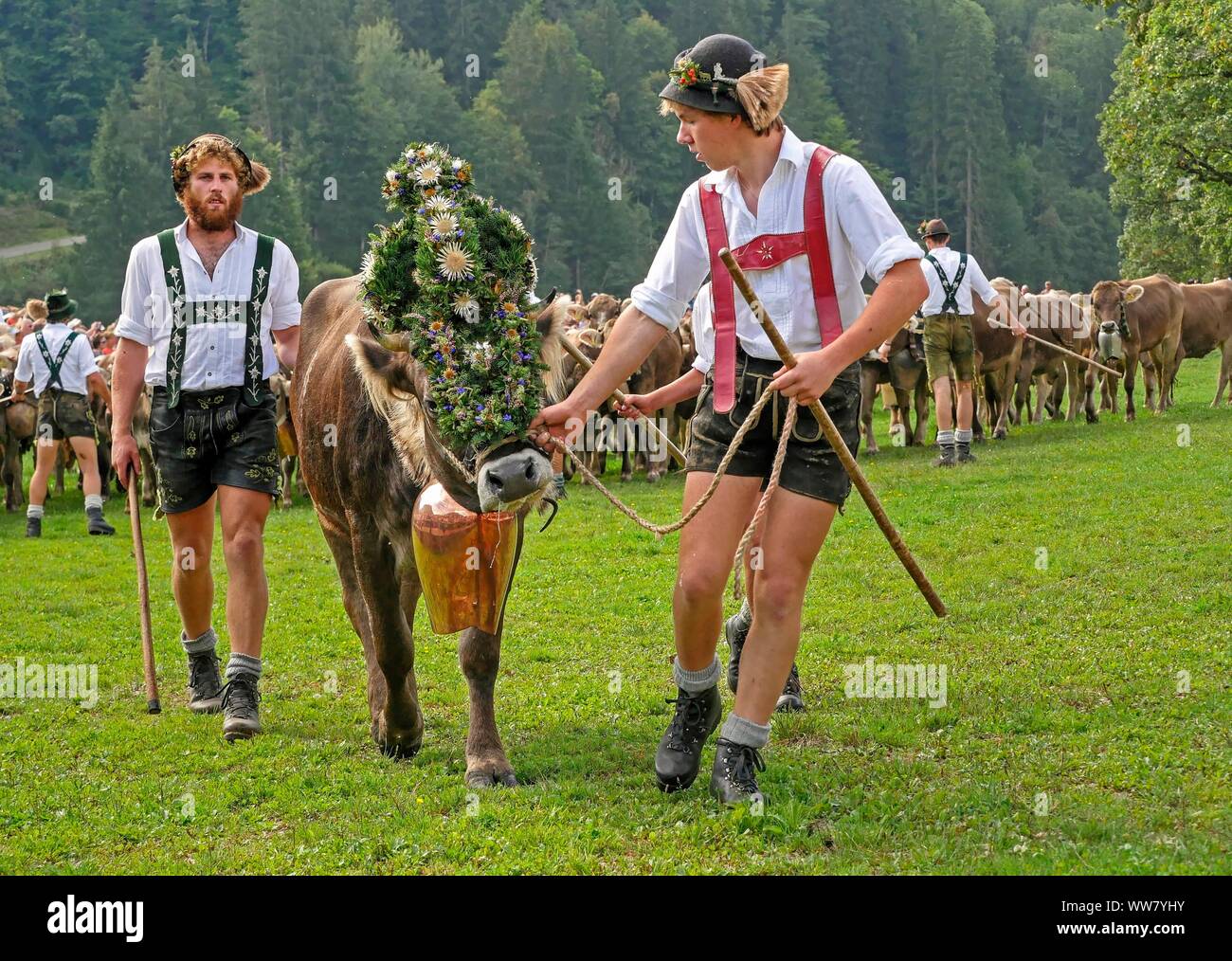 Herdsmen with wreath cow on the Scheidplatz at the Renksteg during ...