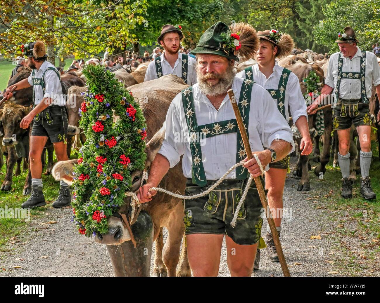 Shepherd with wreath cow herd at the almabtrieb in oberstdorf hi-res ...