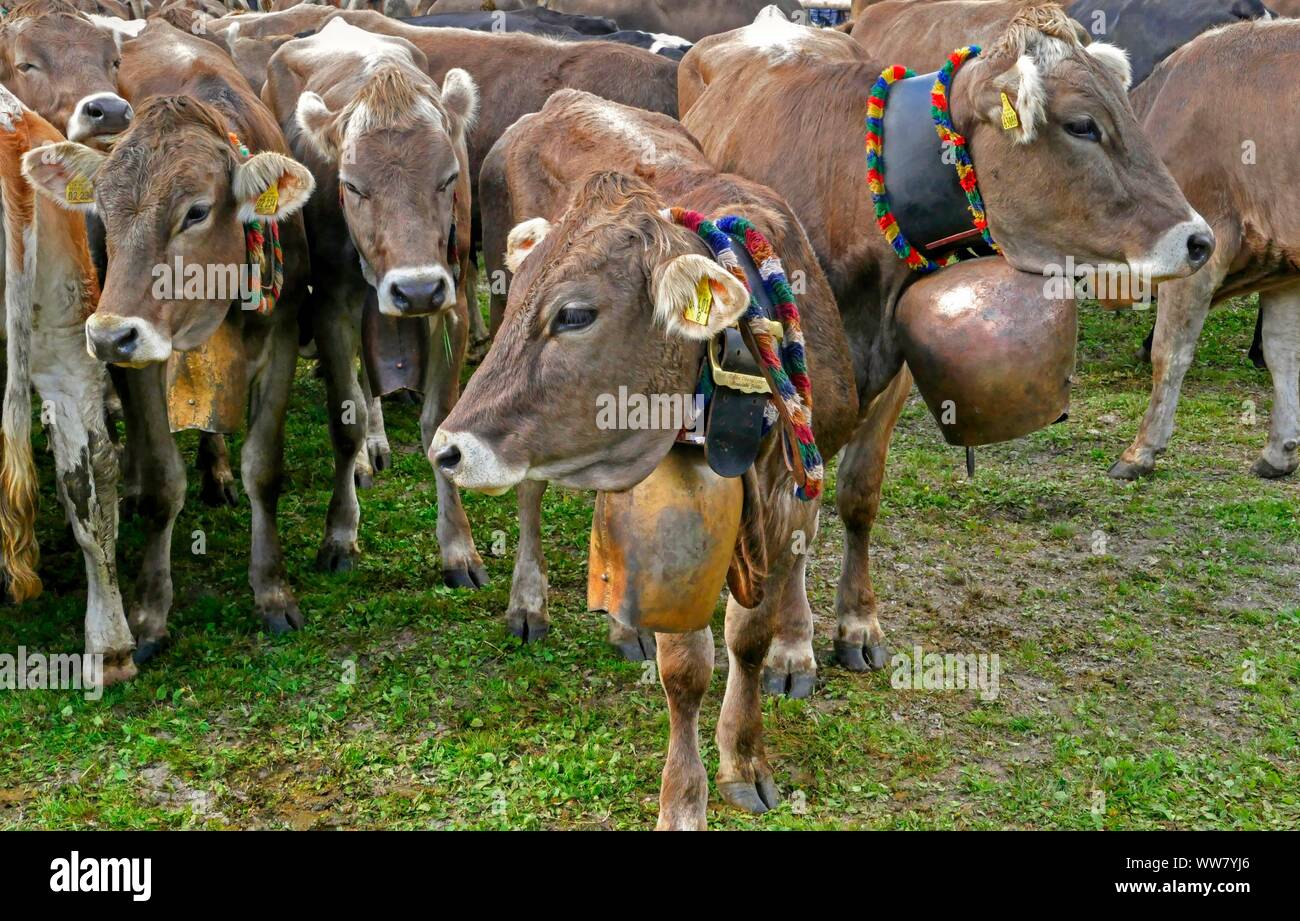 Decorated cow almabtrieb cattle drive hi-res stock photography and ...