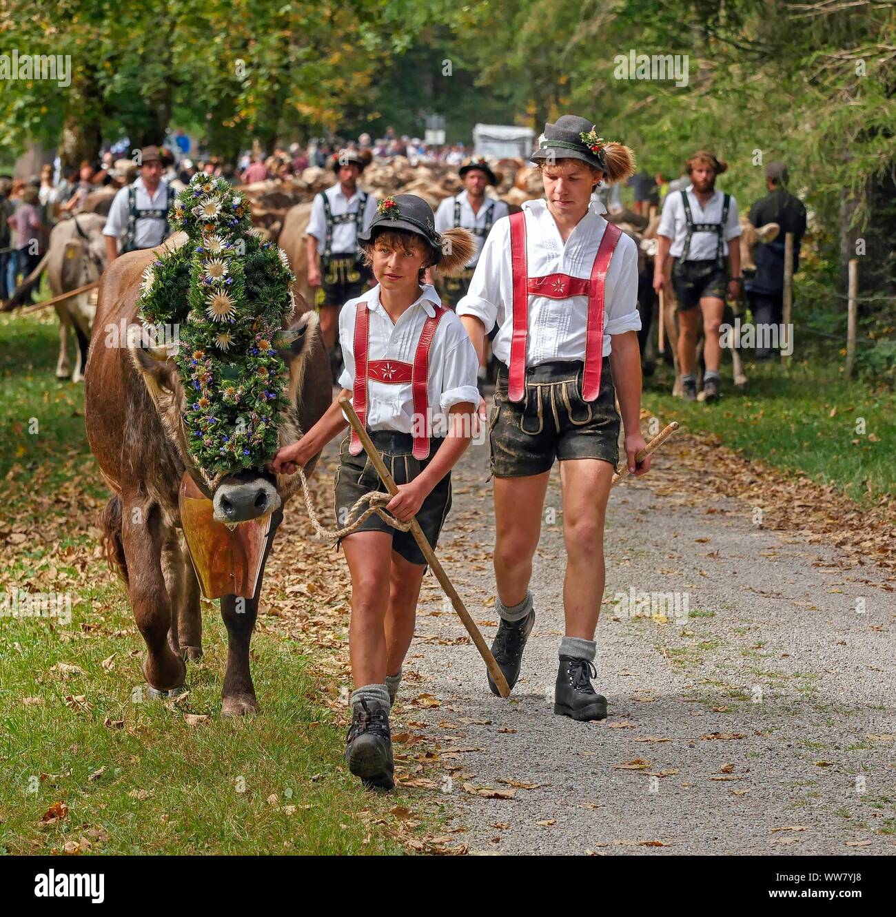 Farmer with wreath cow at the almabtrieb in oberstdorf hi-res stock ...