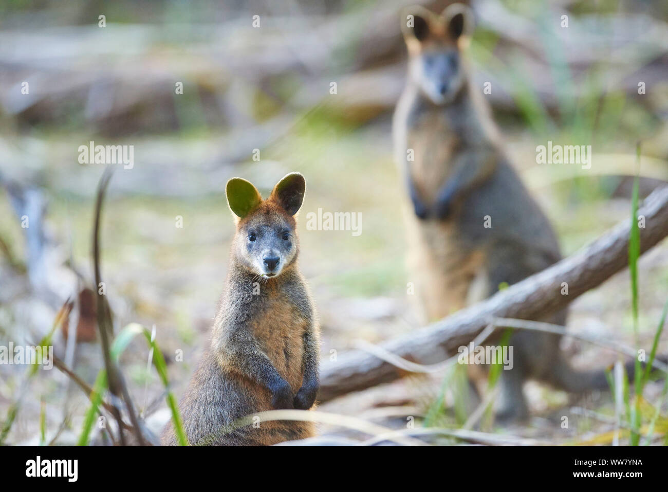 Wildlife to see in victoria hi-res stock photography and images - Alamy