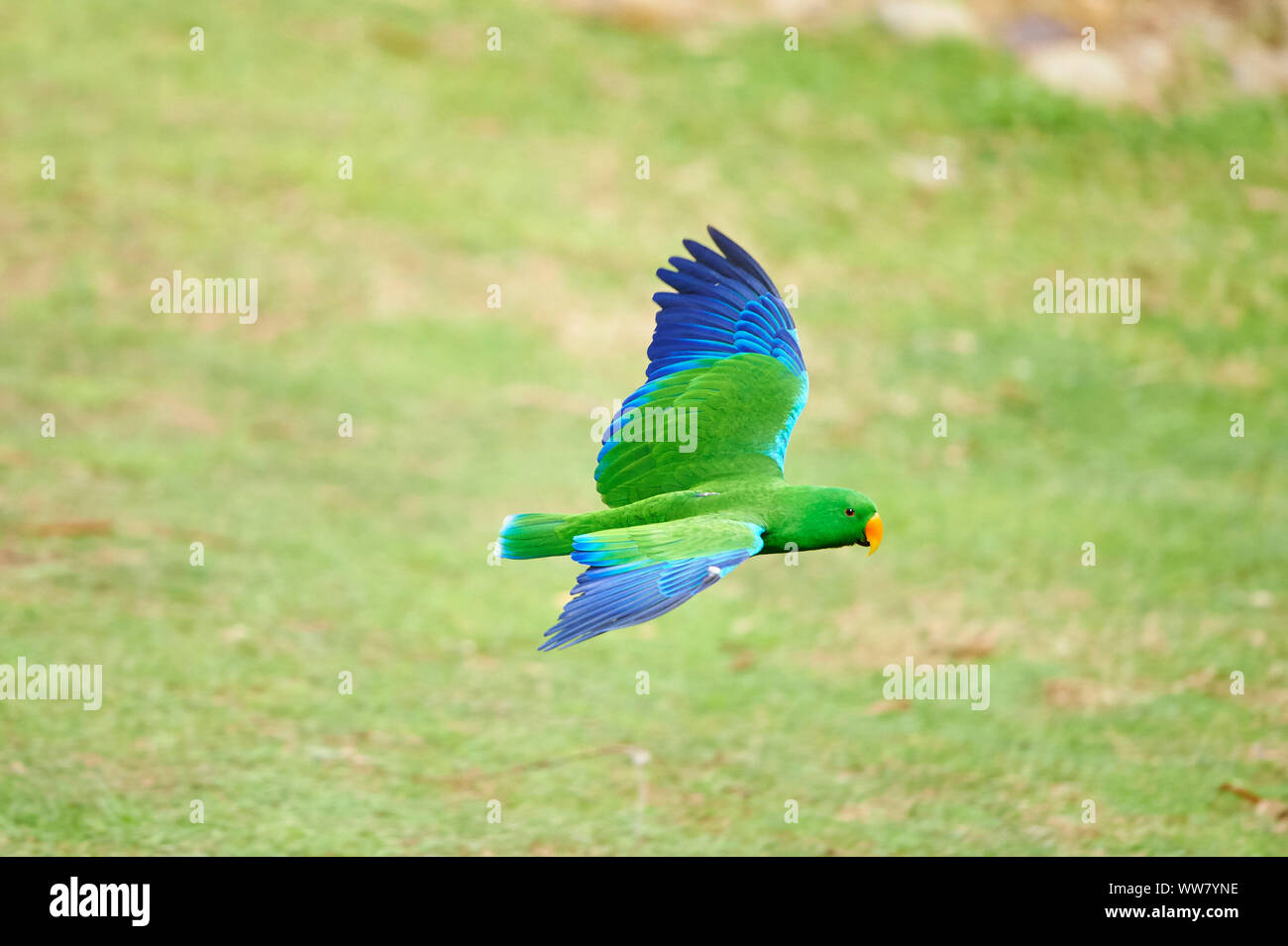 Eclectus parrot flying australia hi-res stock photography and images ...
