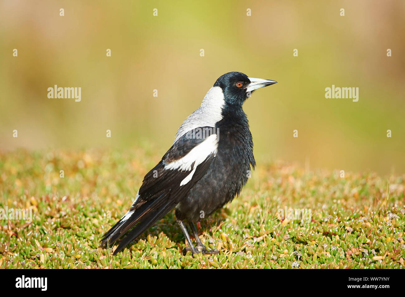 Australian magpie (Gymnorhina tibicen), meadow, side view, sitting ...
