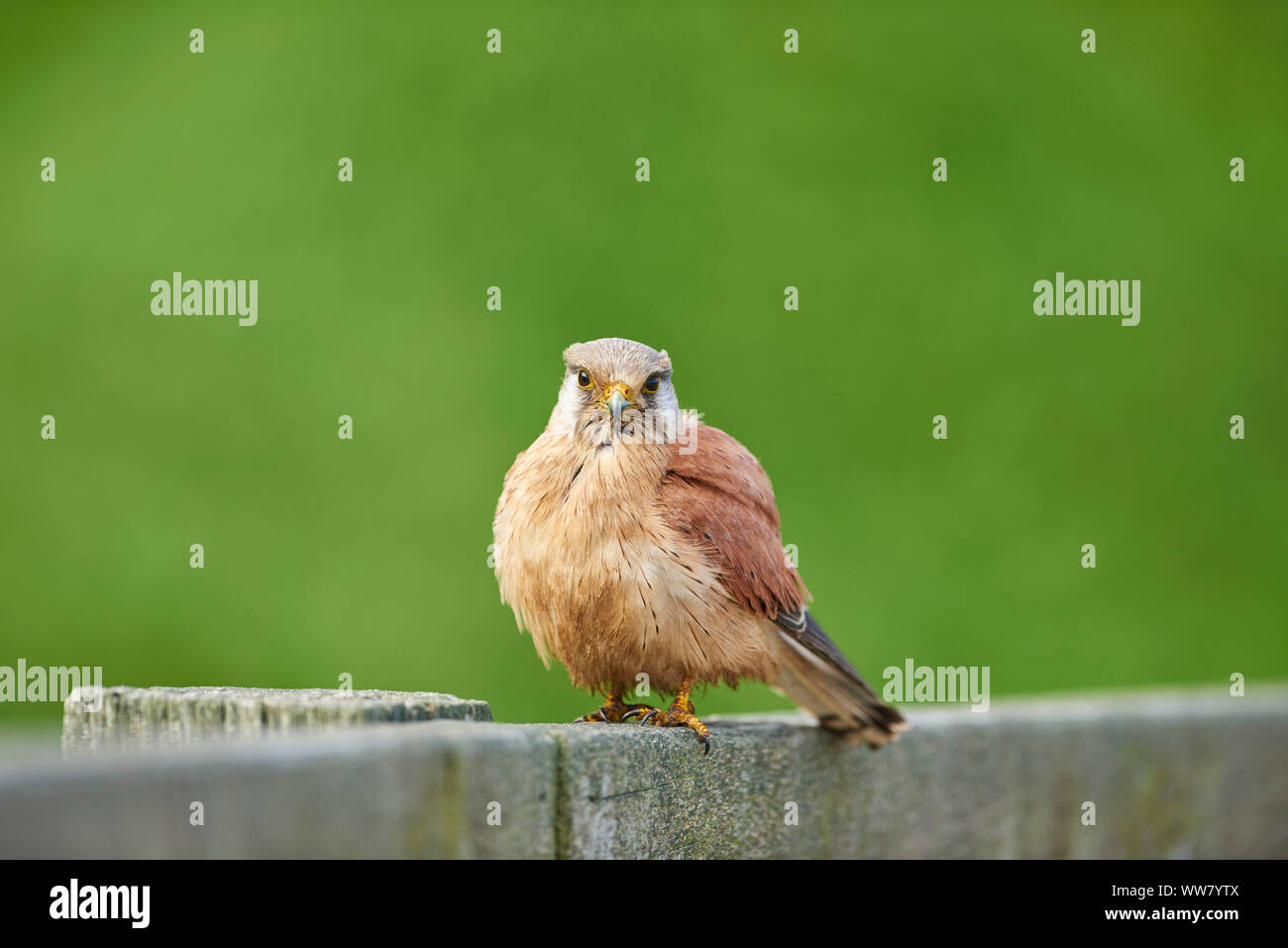 Falco cenchroides hi-res stock photography and images - Alamy