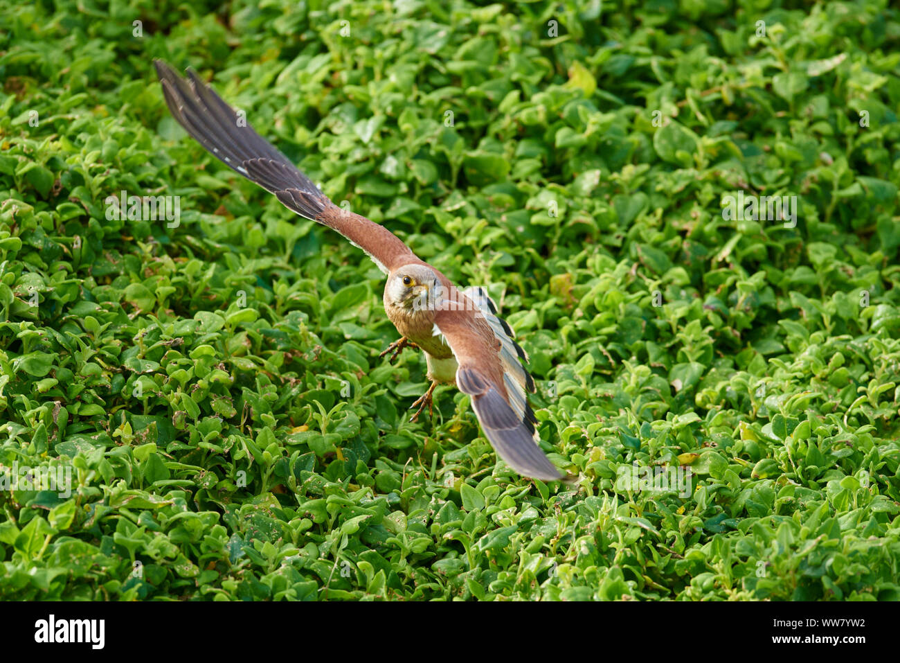 Nankeen kestrel (Falco cenchroides) side view, sitting, close up ...