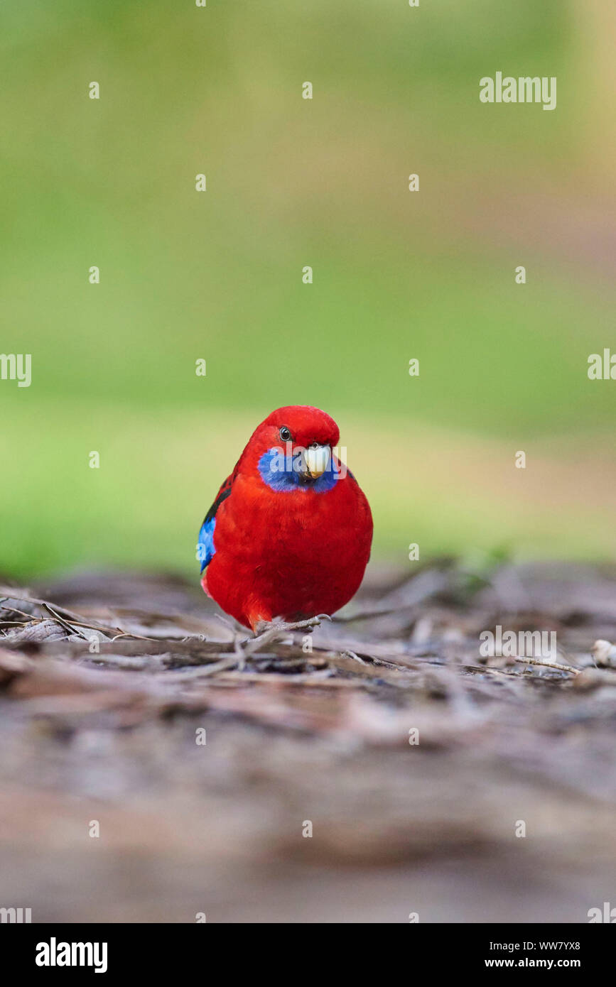 Ground foraging hi-res stock photography and images - Alamy
