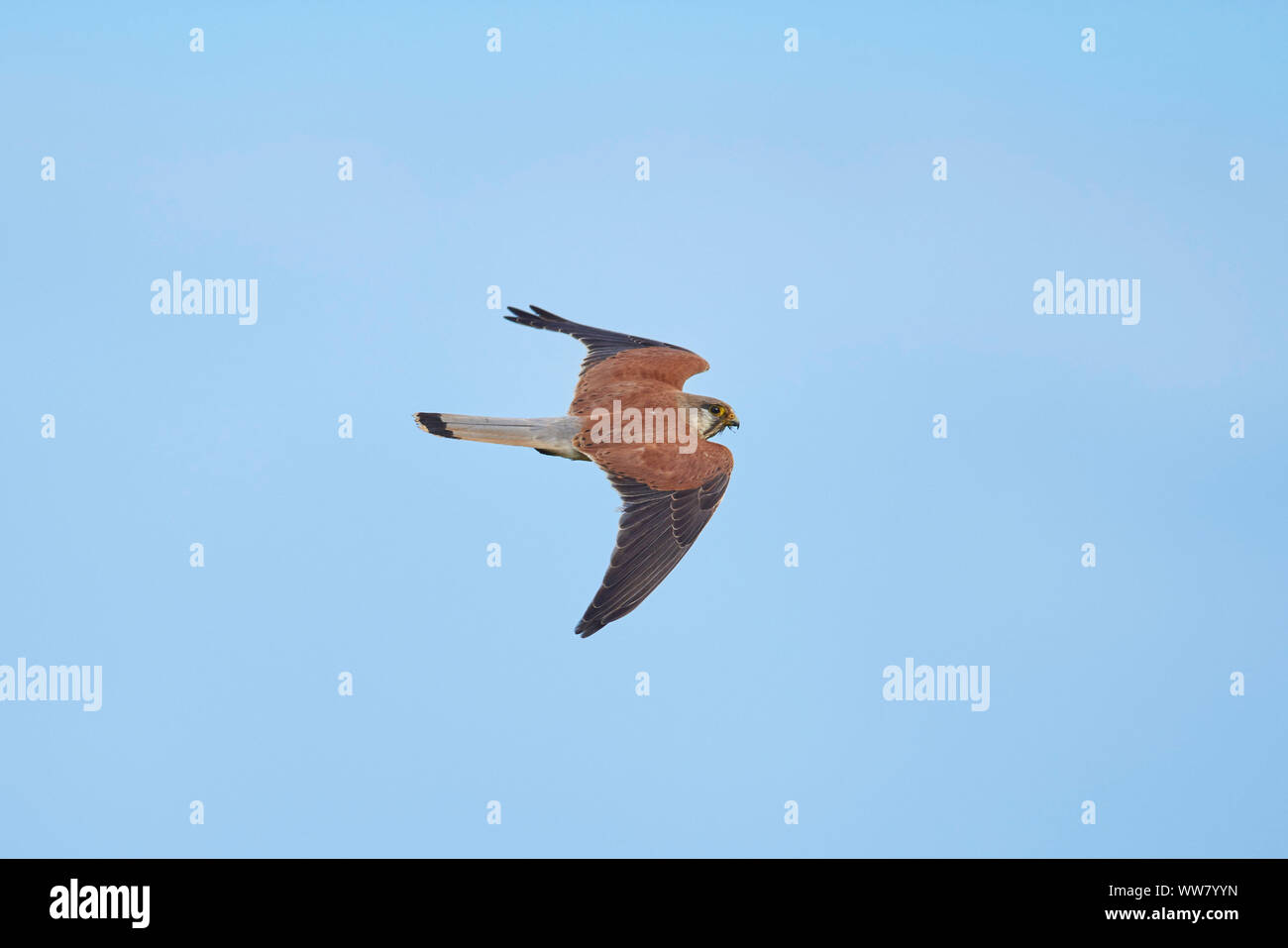 Nankeen kestrel (Falco cenchroides) side view, sitting, close up ...