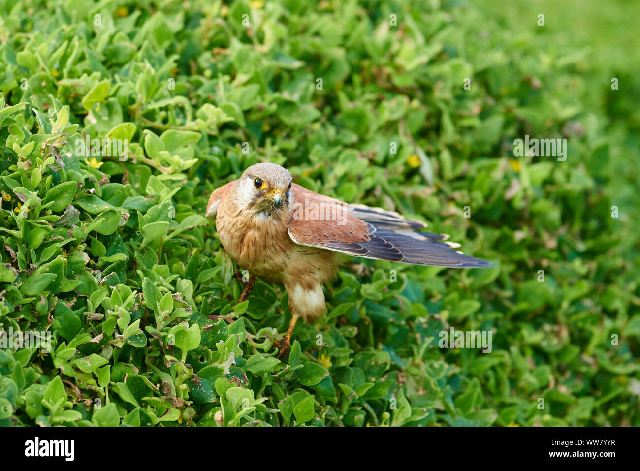 Nankeen kestrel falco cenchroides side view hi-res stock photography ...
