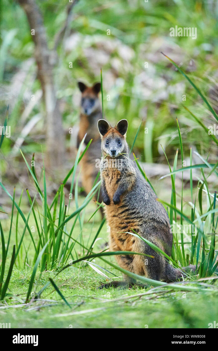 Swamp wallaby (Wallabia bicolor) standing in the bushes, looking at ...