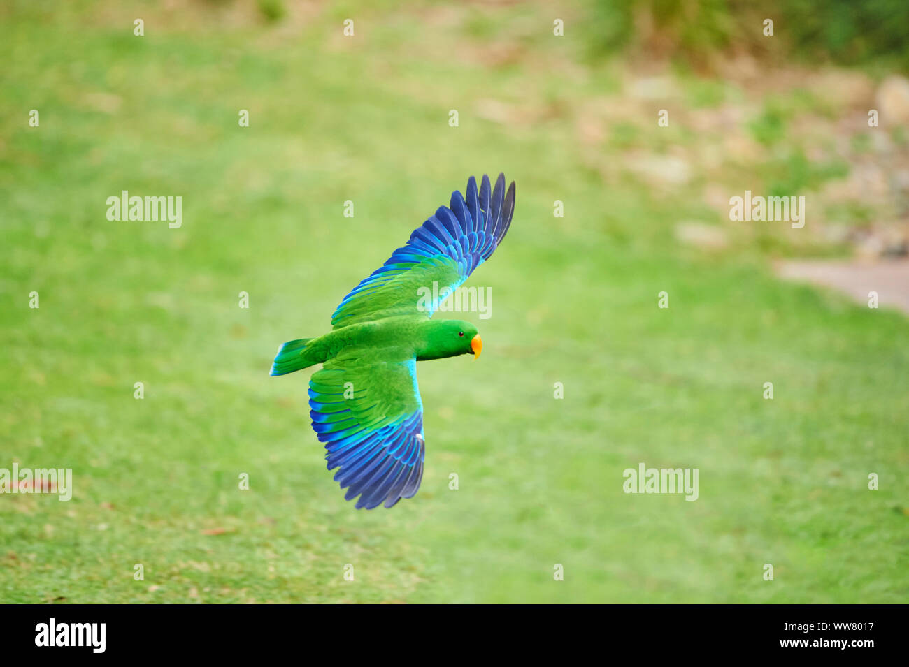 Eclectus parrot (Eclectus roratus) male, side view, flying, meadow ...