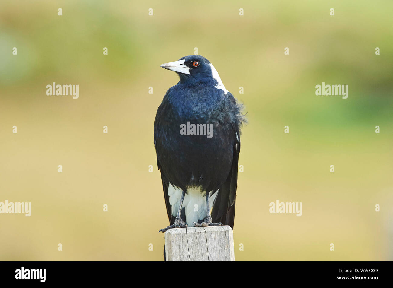 Australian magpie (Gymnorhina tibicen), frontal, sitting, close up ...