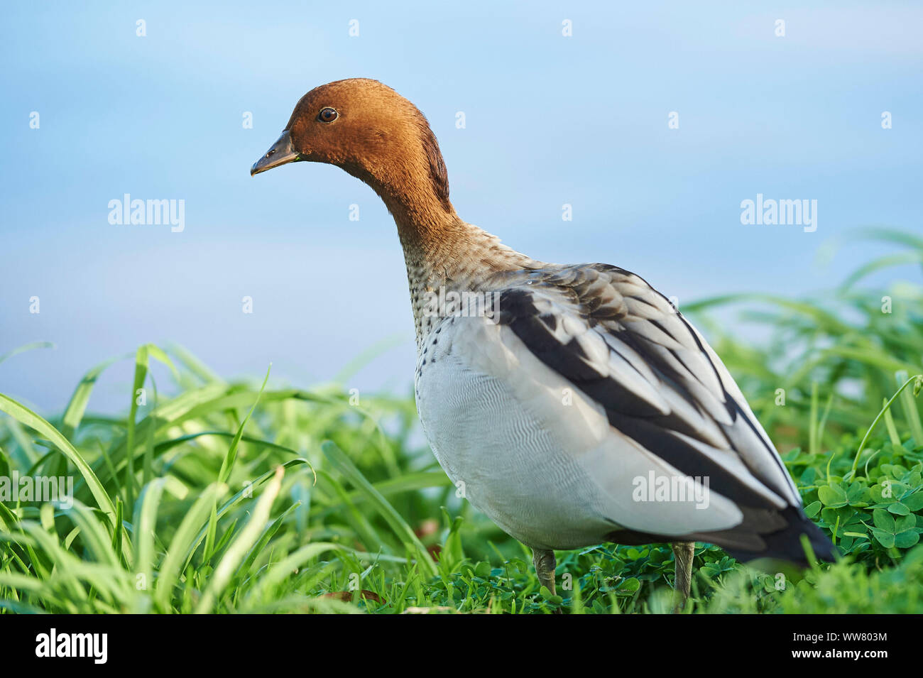 Maned goose (Chenonetta jubata), male, meadow, side view, standing ...