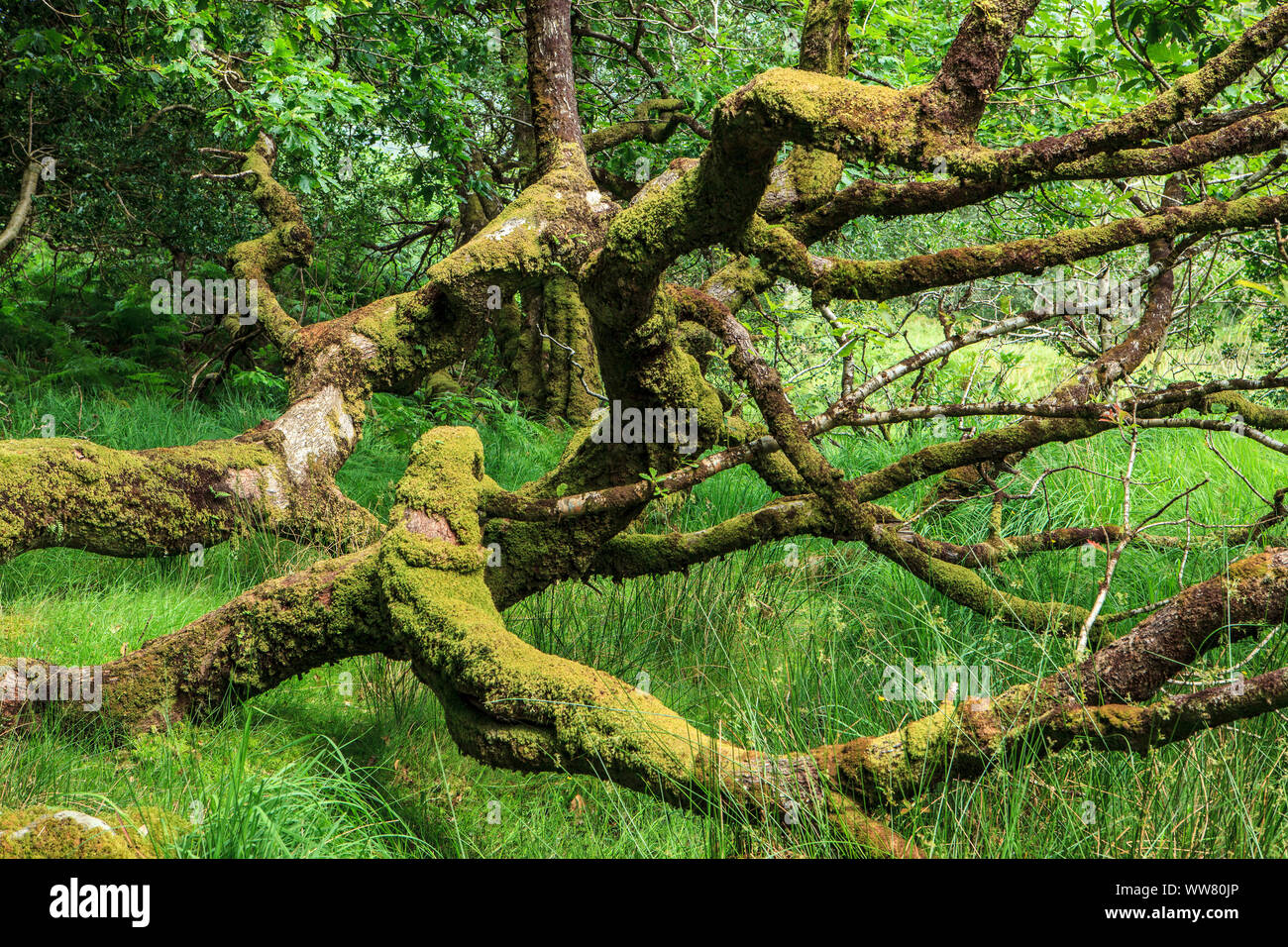 Moss-covered fallen tree, Ring of Kerry, Ireland Stock Photo - Alamy