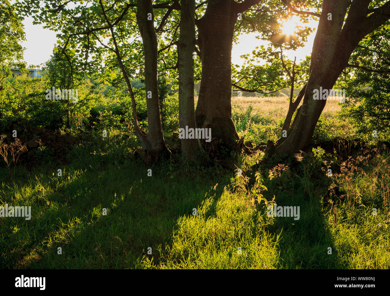 Long shadows at sunset, Limerick, Ireland Stock Photo - Alamy