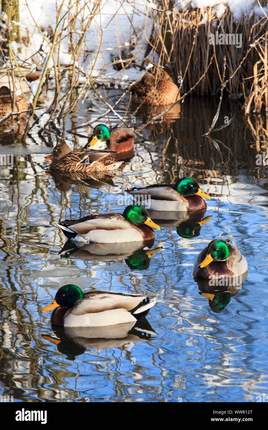 Chilled out ducks hi-res stock photography and images - Alamy