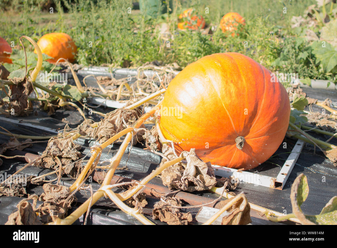 Allotment lifestyle hi-res stock photography and images - Alamy