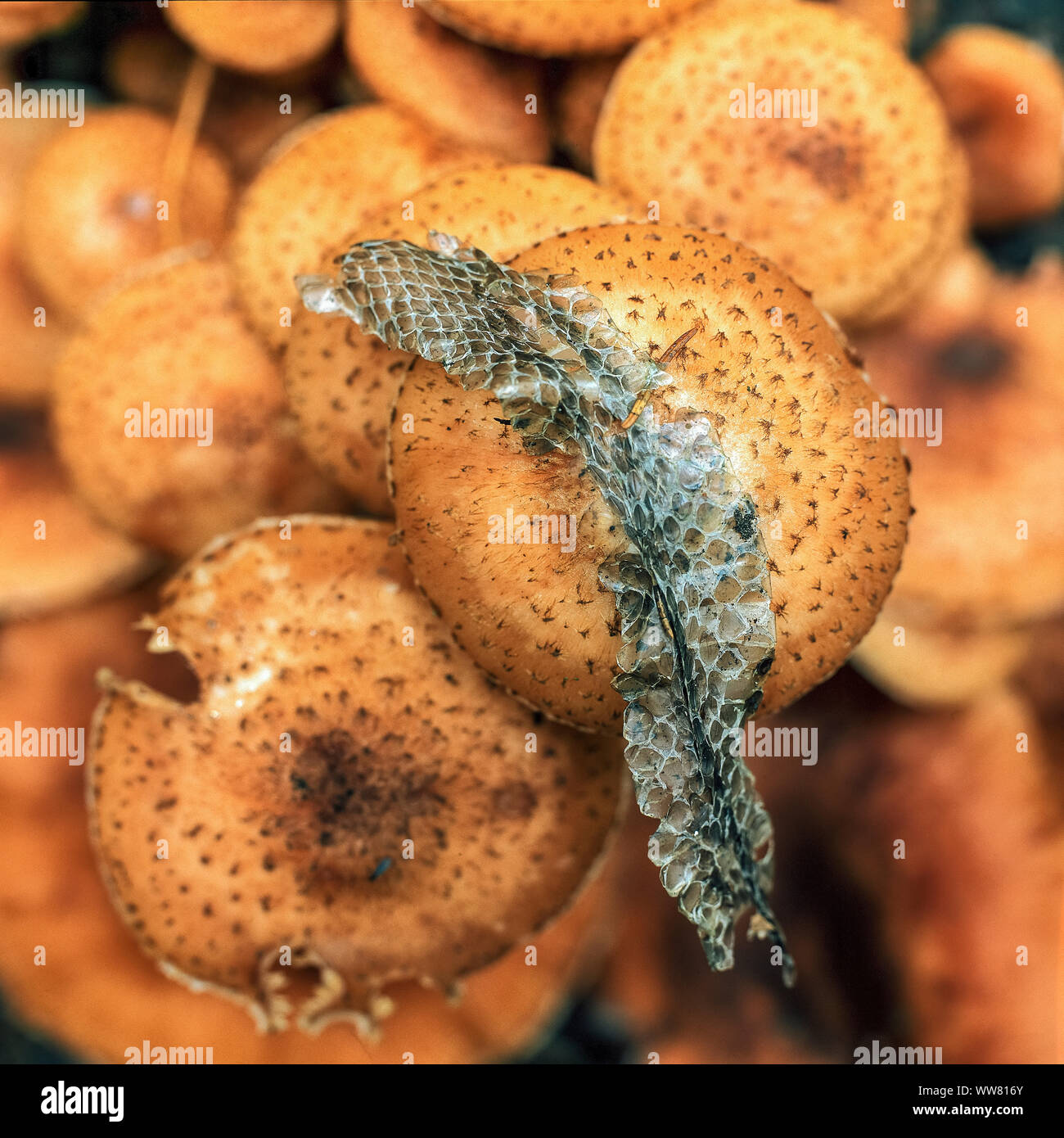 Snake's skin on fungi Stock Photo - Alamy