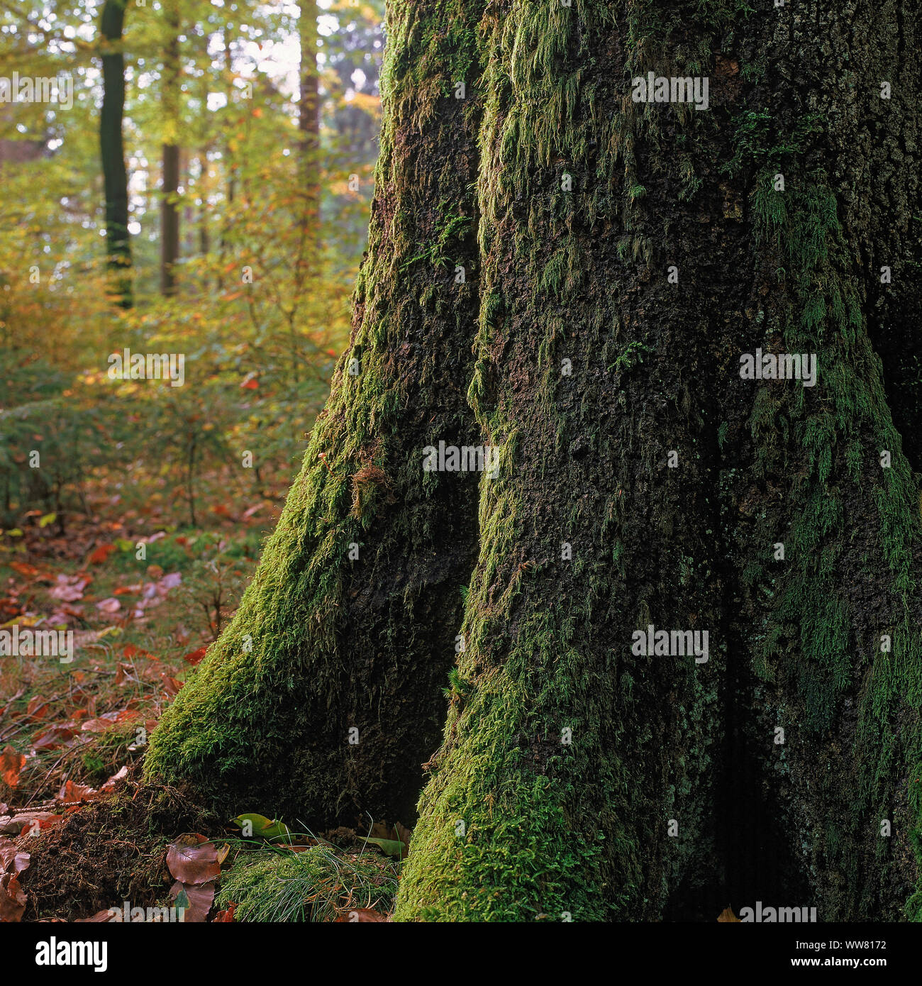 Moss covered tree hi-res stock photography and images - Alamy