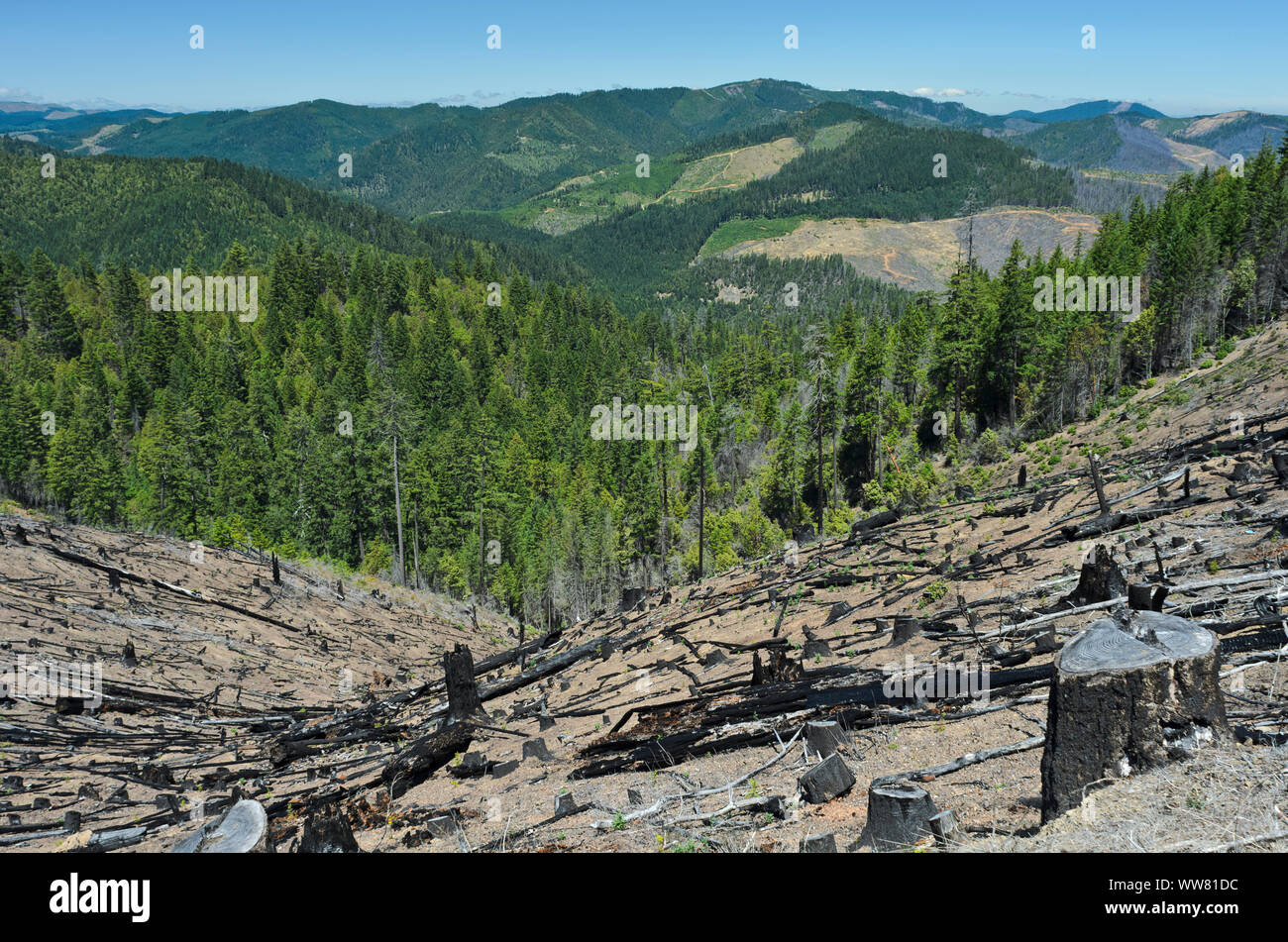 Clearcut forest hi-res stock photography and images - Alamy