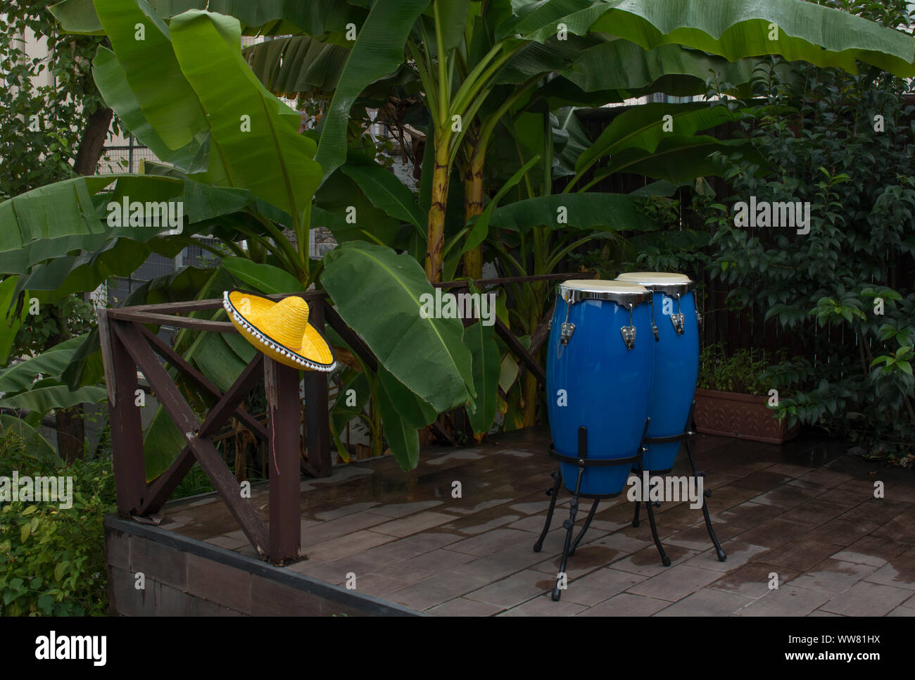 two blue congas drum and yellow sombrero on background of palm trees ...