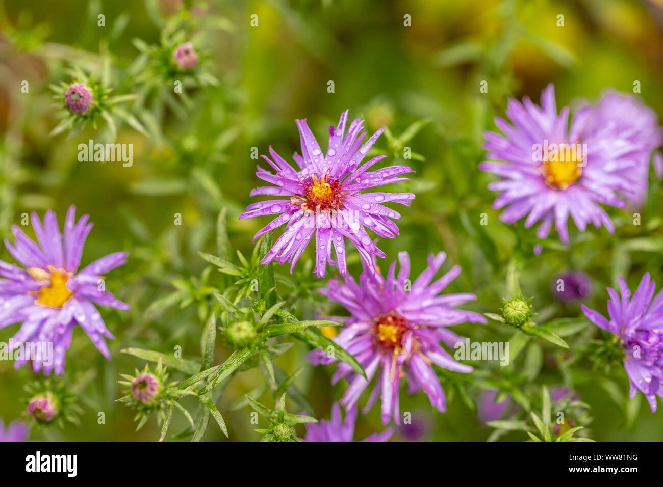 Double chrysanthemum hi-res stock photography and images - Alamy
