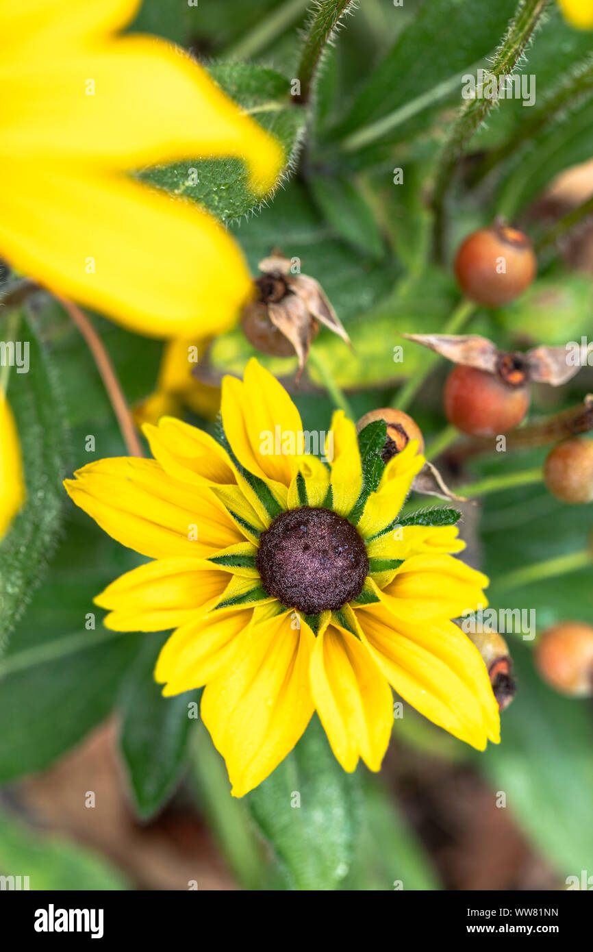 Gold blossom tree hi-res stock photography and images - Alamy