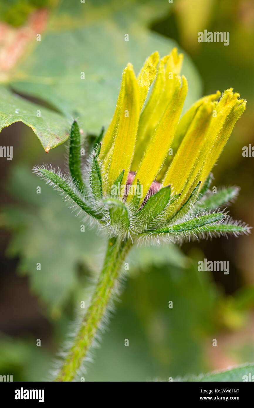 Gold Blossom Tree High Resolution Stock Photography and Images - Alamy